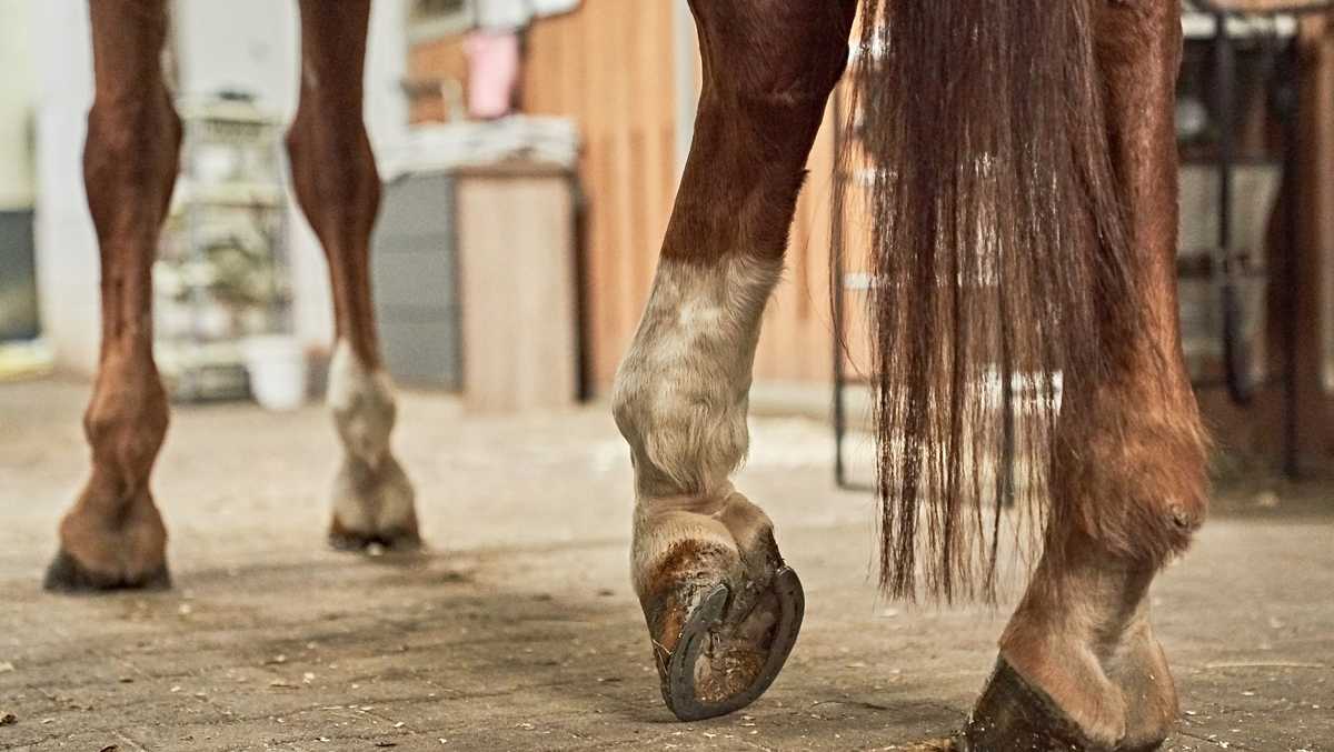 Nearly 40 horses seized from Townshend, Vermont, farm, officials confirm