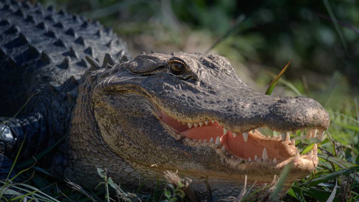 Woman bitten by alligator during a hike in Collier County