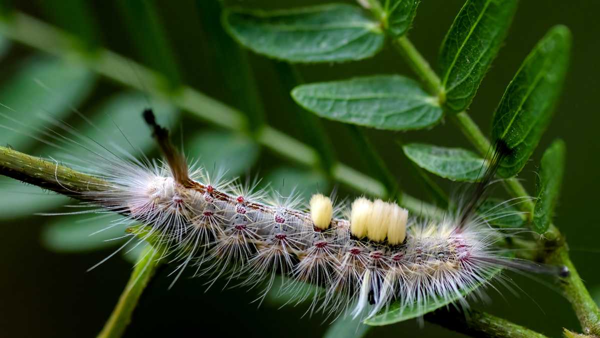 Skin-irritating ﻿tussock moth caterpillars return to Central Florida