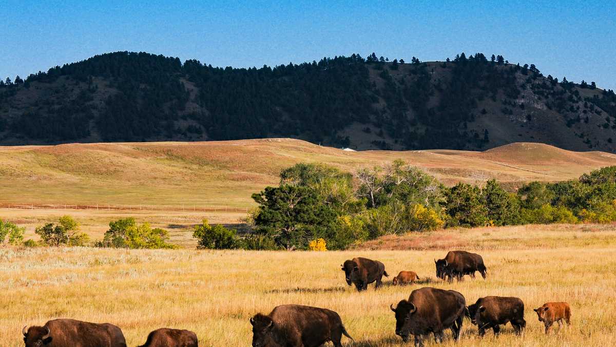 Rare bison roundup of hundreds to maintain species' health
