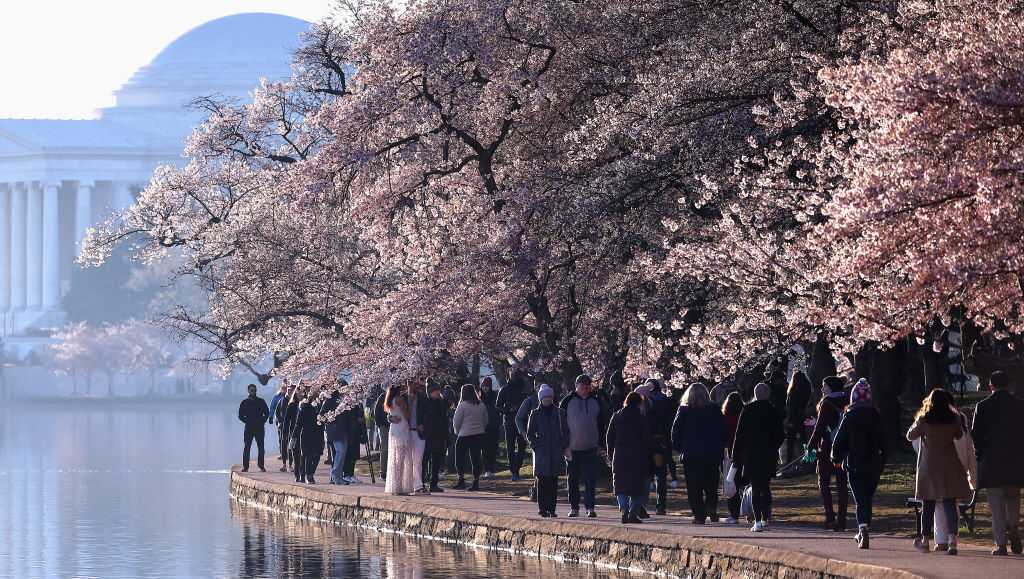 Cherry blossoms peak date in DC set for last weekend of March