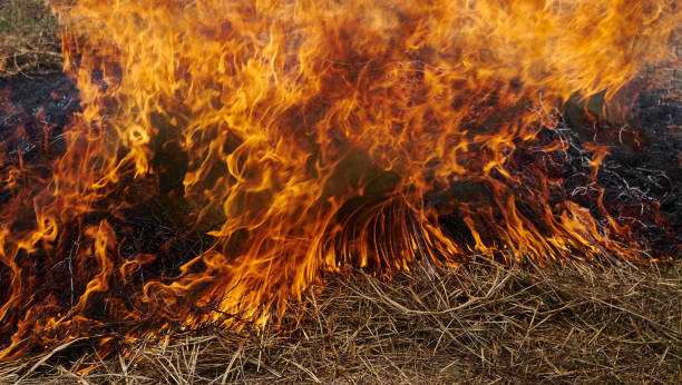 Brush fire burns 430+ acres in Hendry County forest, 60% contained ...