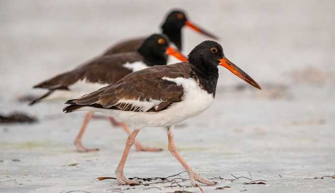 Shorebirds, seabirds begin nesting along Southwest Florida beaches
