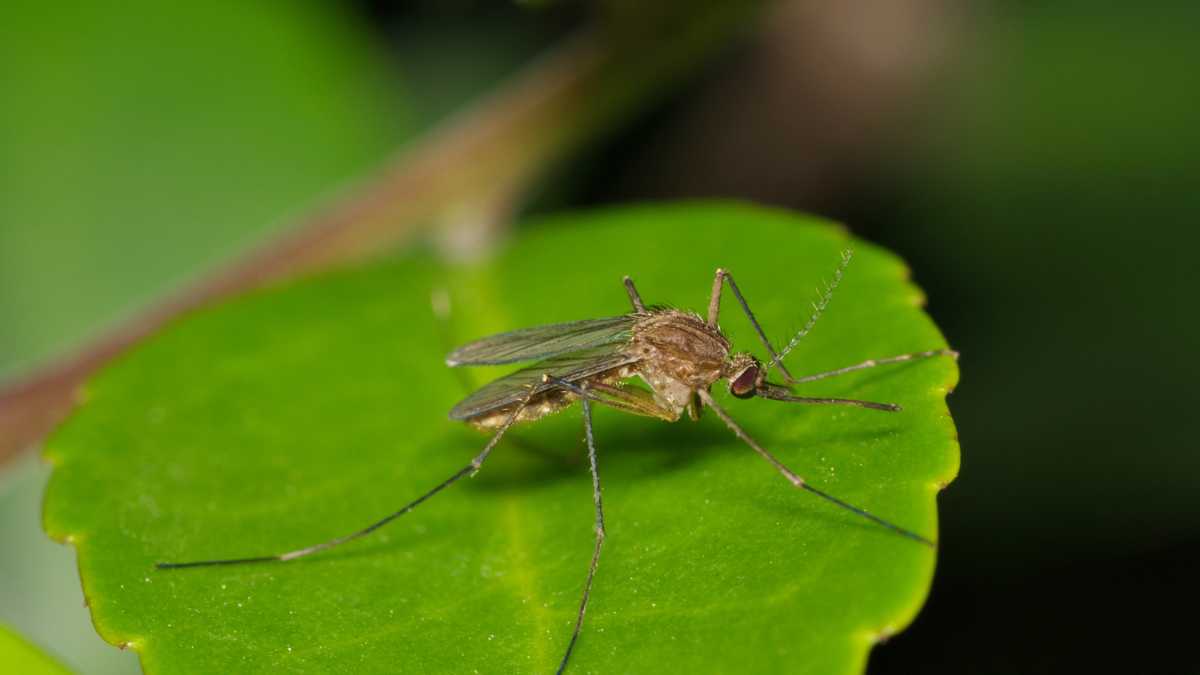 Officials: 3 more West Nile Virus positive mosquito pools found in ...