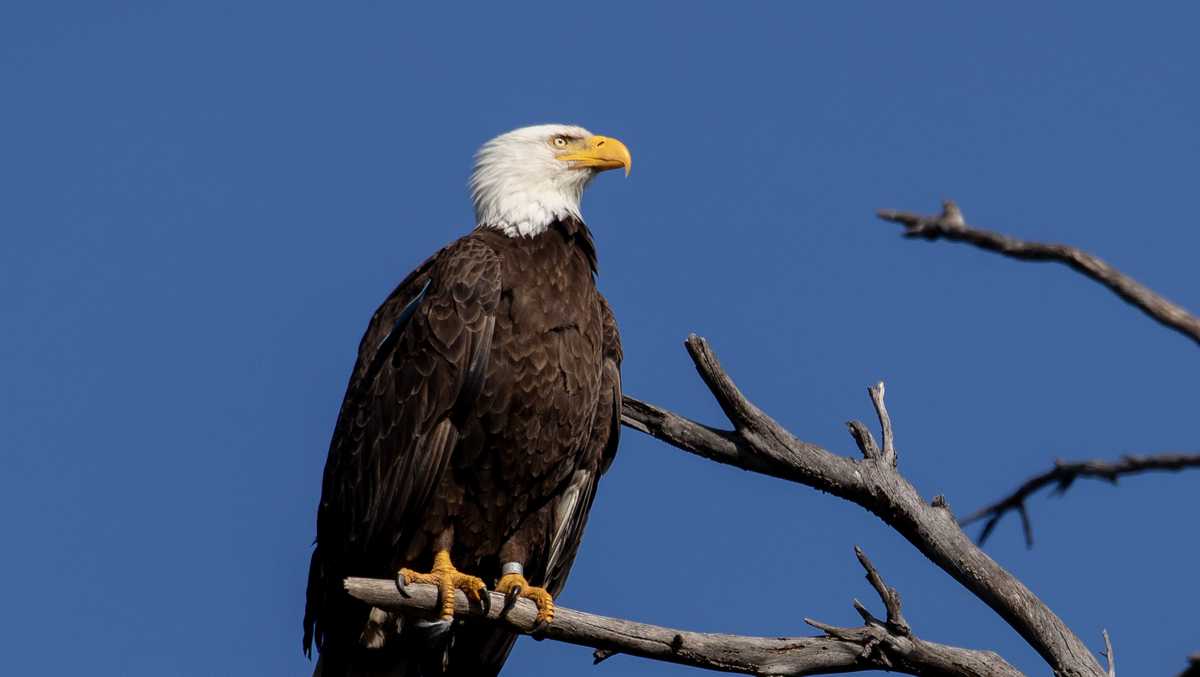 Bald eagle officially recognized as the USA's national bird