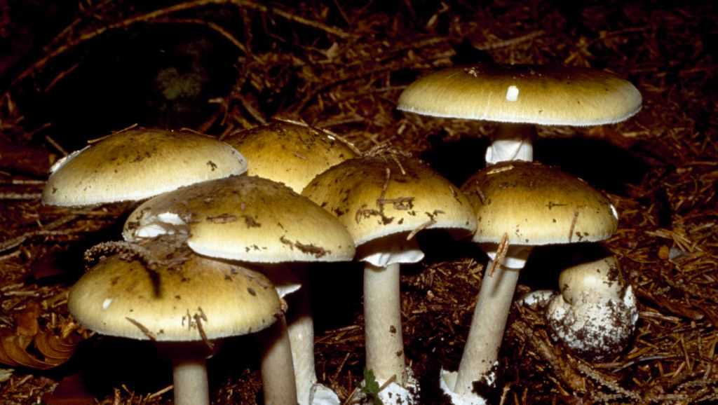 California officials warn against foraging wild mushrooms after deadly ...