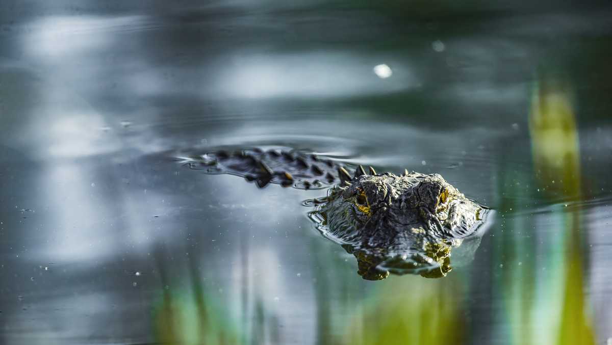 Sighting of alligator swimming off shore of Lake Erie