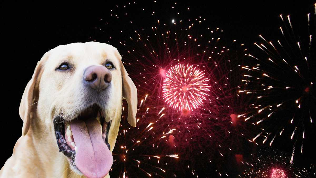 How to help pets, particularly dogs, cope with fireworks