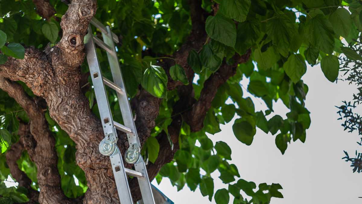 Fair Haven police rescue victim pinned 30 feet in the air on ladder by ...