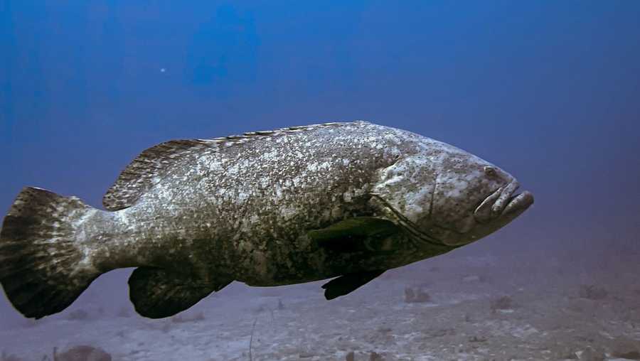 Florida waters to close to gray triggerfish and some grouper harvesting ...