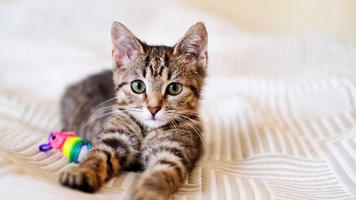 Bixby Library in Vergennes partners with humane society for cat cafe