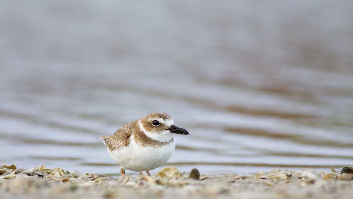 Shorebirds, seabirds begin nesting along Southwest Florida beaches