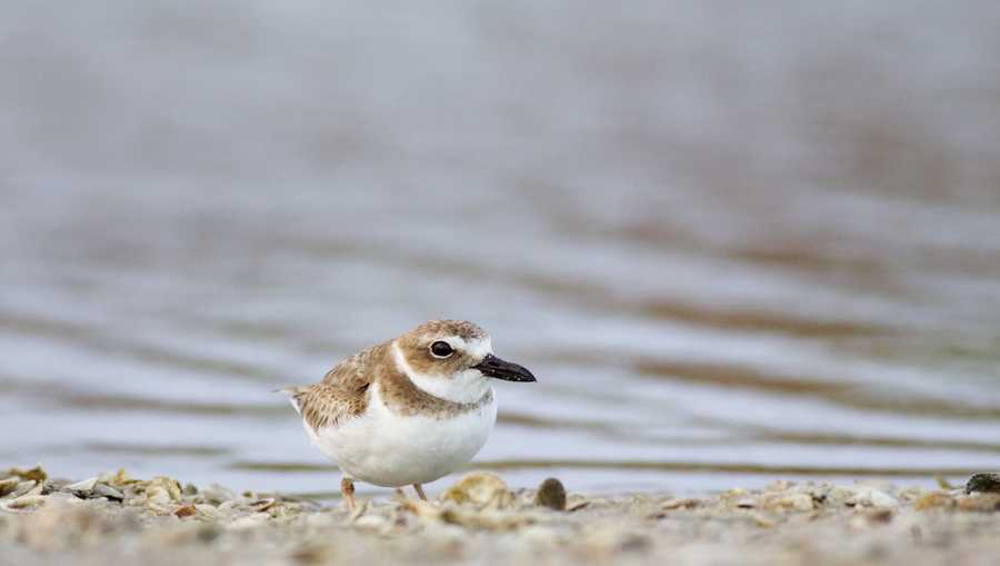 Shorebirds, seabirds begin nesting along Southwest Florida beaches