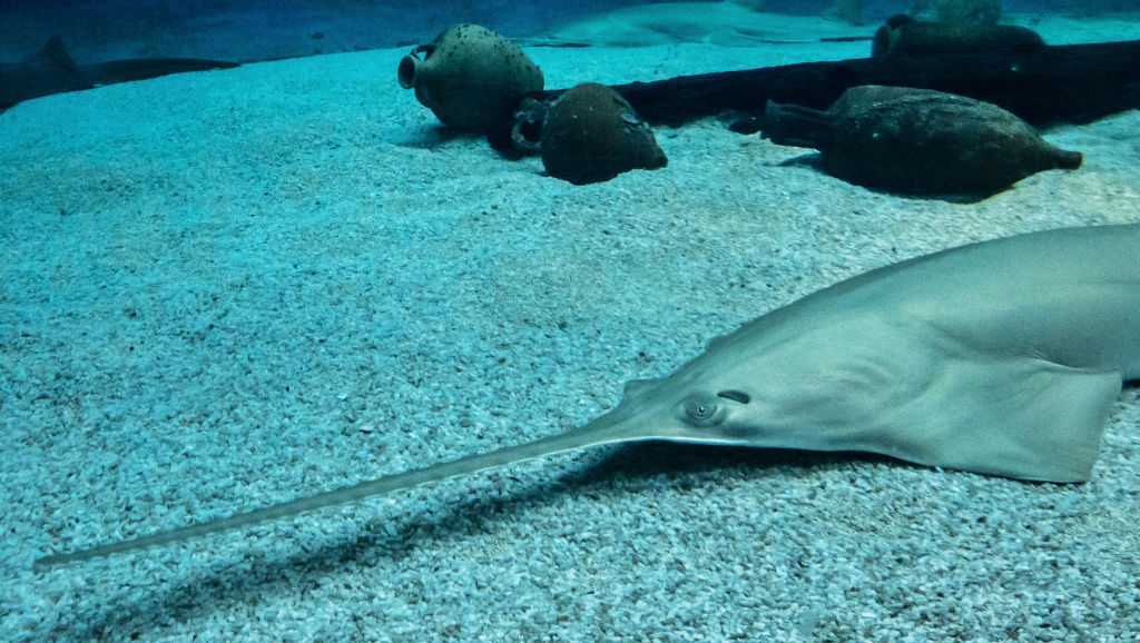 Mysterious affliction causing endangered sawfish to spin and die ...