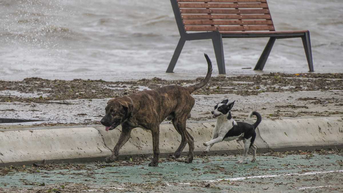 Importance of protecting our pets during hurricane season