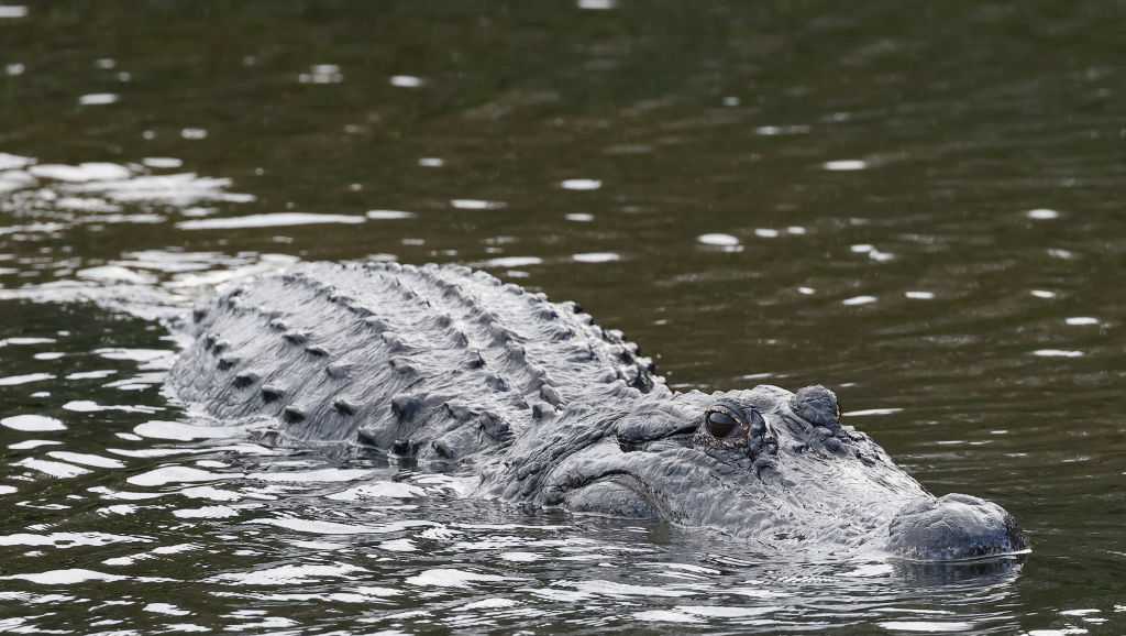 Florida fisherman man attacked by 9-foot alligator