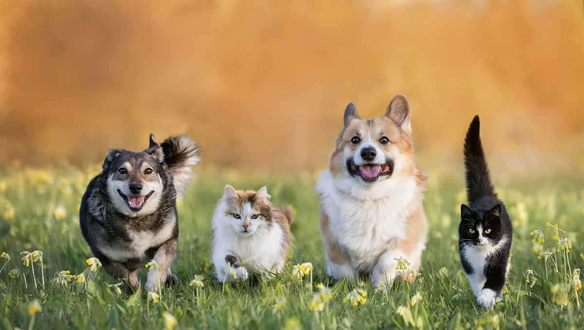 Burlington Animal Services and Forsyth County Animal Shelter offering ...