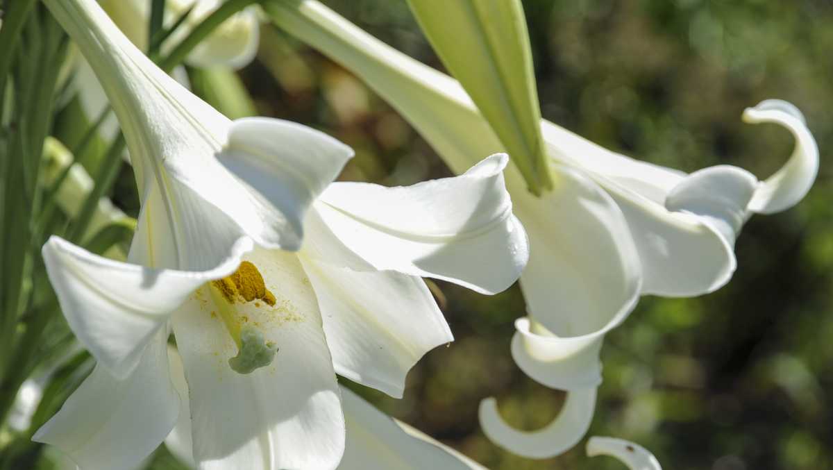 Ready to see this year's Cahaba lily blooms?