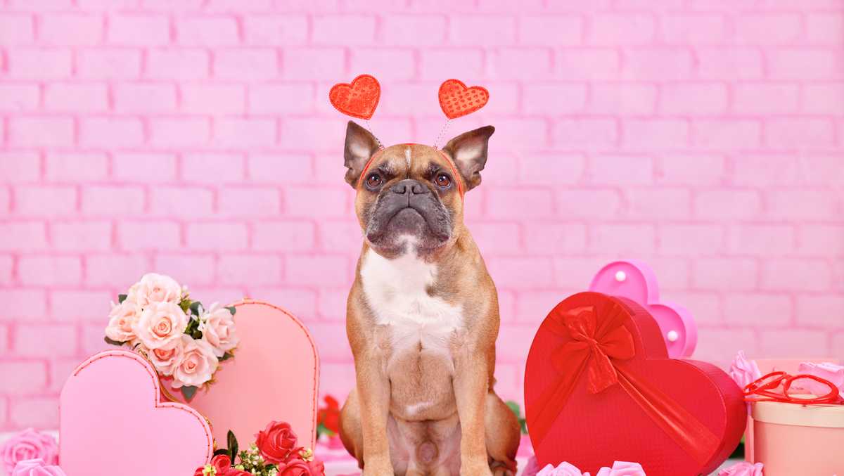 This pet brand created Valentine's Day-themed treats for your dog