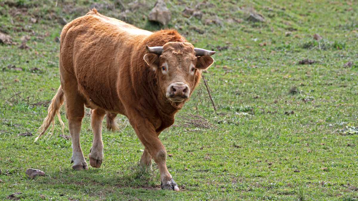 Eight Bulls Escape Rodeo, One Elusive Until Monday | VT News