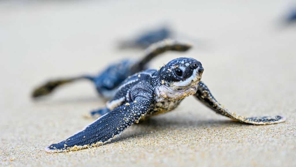 Survey: Endangered turtle populations show signs of recovery