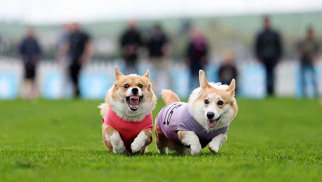 Queen Elizabeth II's favorite dogs race for glory in Corgi Derby