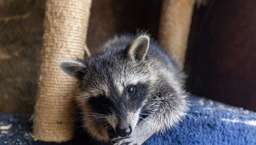 Urban raccoons across US may show early signs of domestication