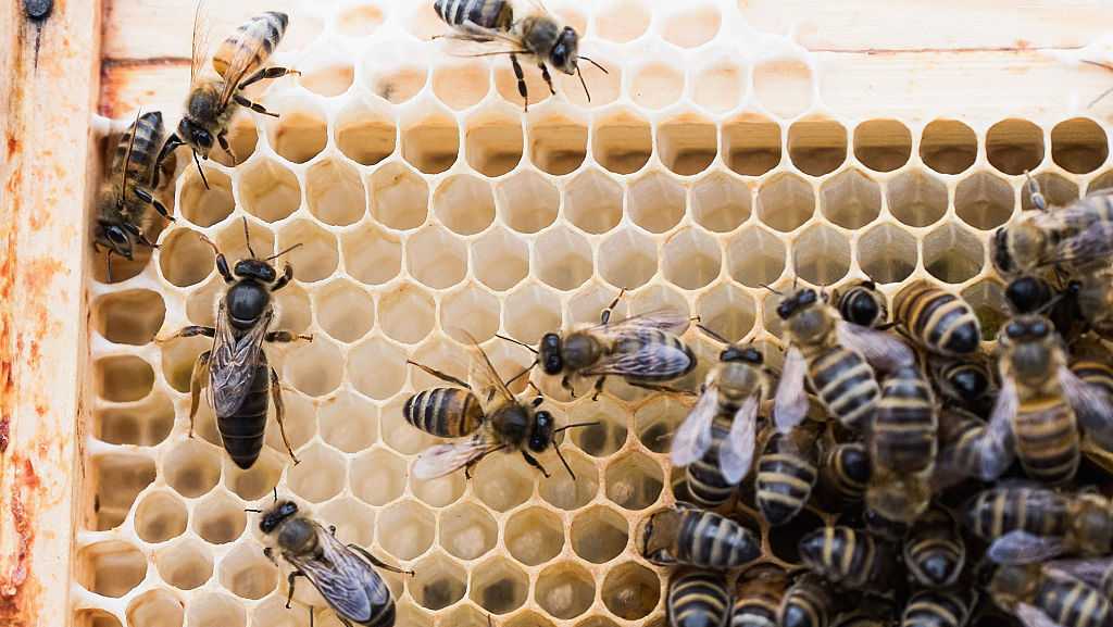 Bee kind: Technology could pick up slack for declining worker bees