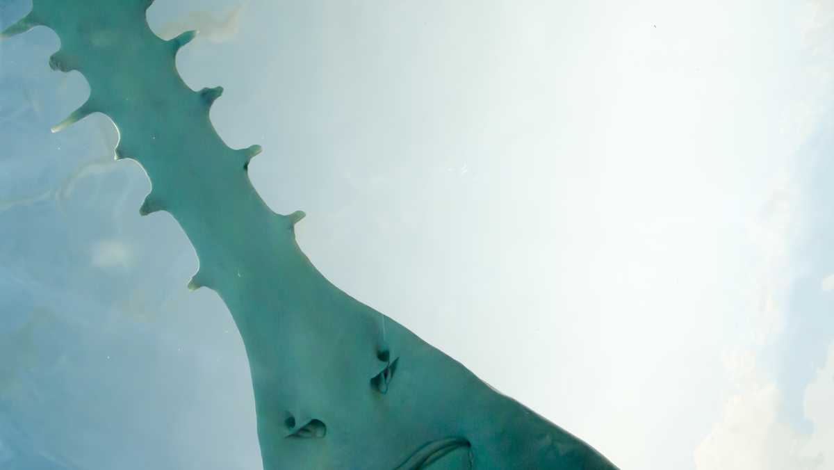 In the mystery of Florida’s bizarre spinning fish, a leading suspect ...