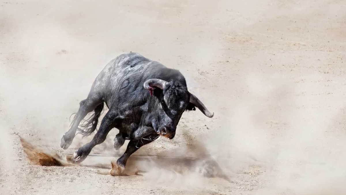 French spectator dies after being struck by bull at festival