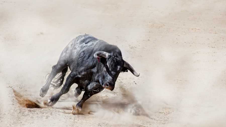 French spectator dies after being struck by bull at festival
