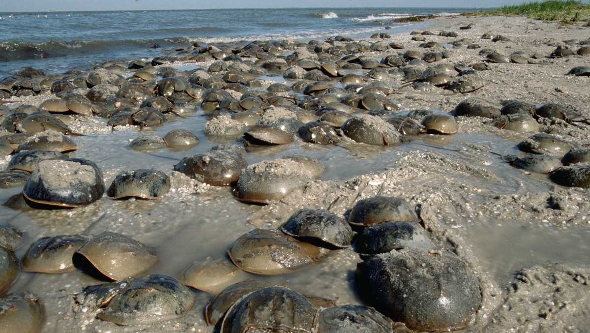 Blue blood from horseshoe crabs needed for medicine