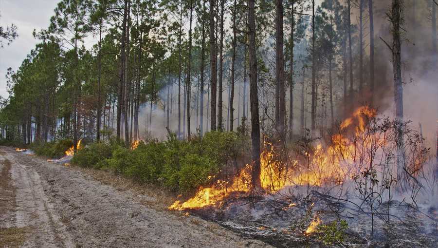 146-acre prescribed burn in Collier County scheduled for Wednesday