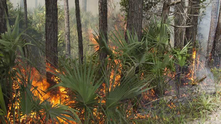Crews battle brush fire off Immokalee Road in Collier County