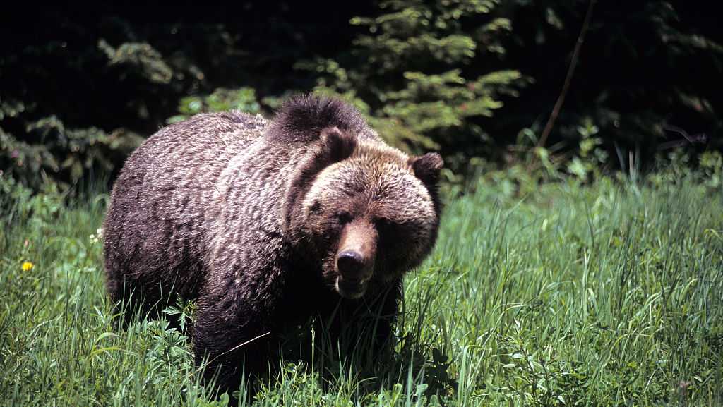 Woman found dead after grizzly bear encounter near Yellowstone