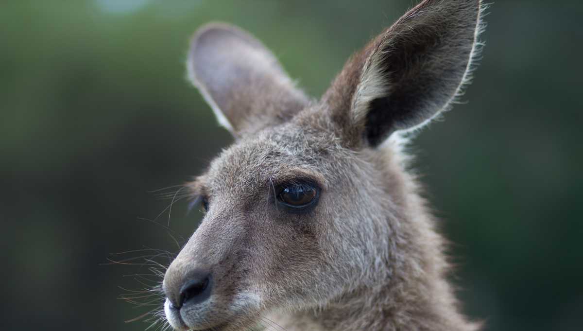 School cook: Kangaroo meat was nutritious part of his chili