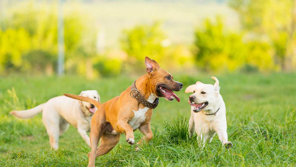 The post-Amazon Pet Day 2025 deals you need to know about