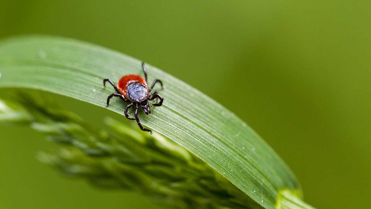 Nebraska man dies from tick-borne disease