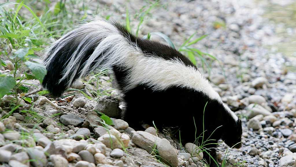 Department of Health detects skunk rabies in 2 southern Indiana counties Department of Health detects skunk rabies in 2 southern Indiana counties