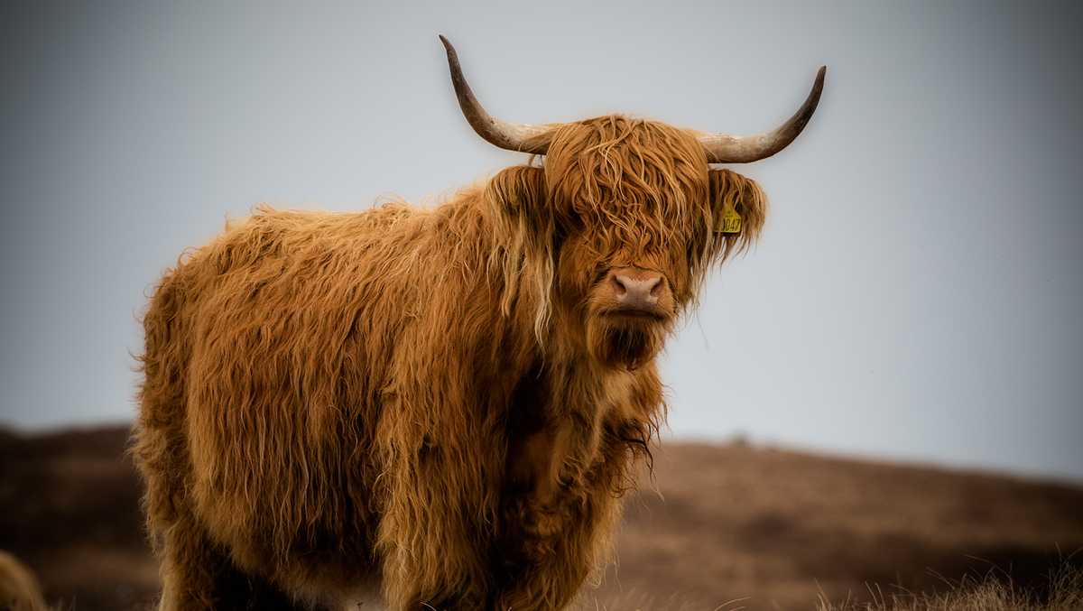 Loose cows cause delays on Interstate 91 in Coventry, Vermont