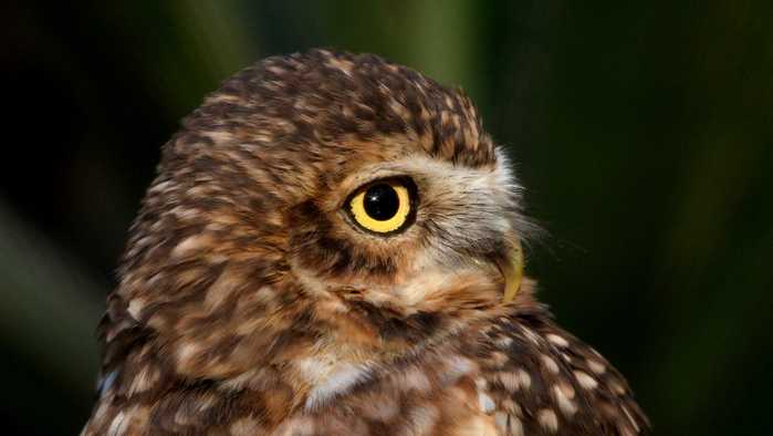 How owls rotate their heads without hurting themselves
