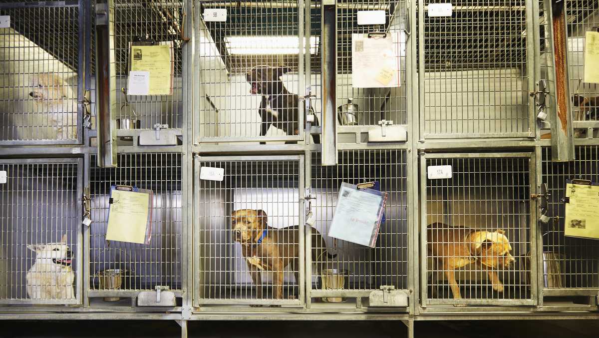 Facilities to be featured on WESH 2's Clear the Shelters campaign