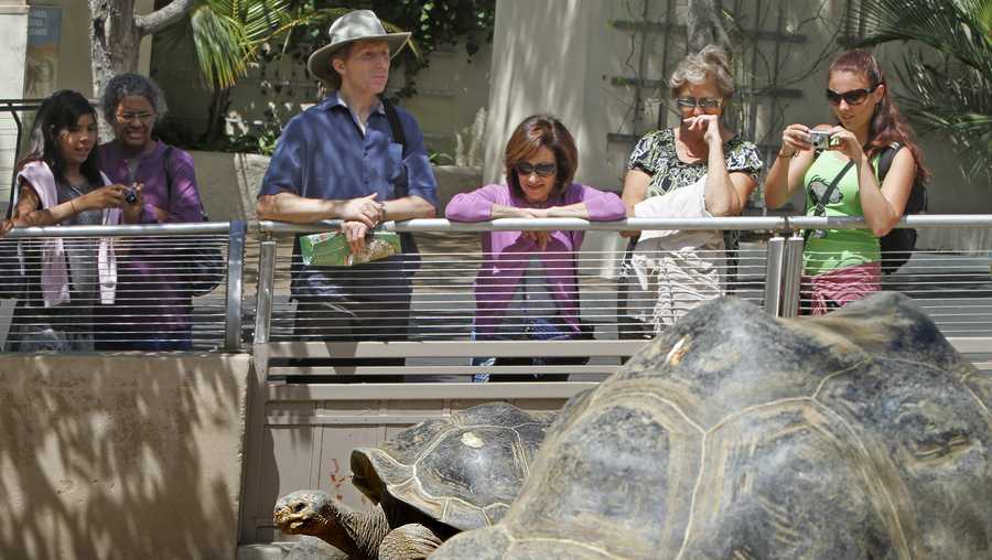 Gramma the Galapagos tortoise, oldest resident of San Diego Zoo, dies