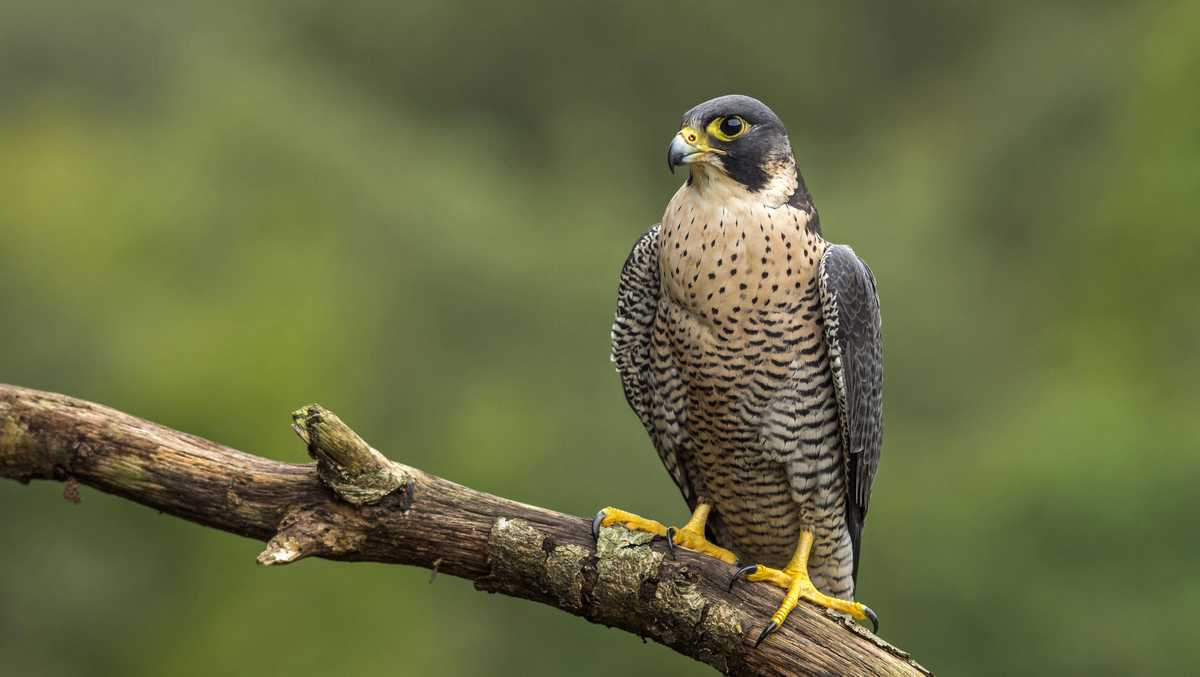 Peregrine falcon nesting causes closure of some cliff areas