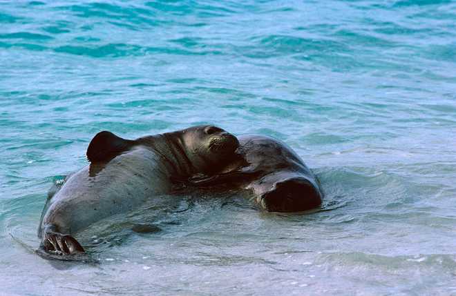 How endangered species have fared in 2025