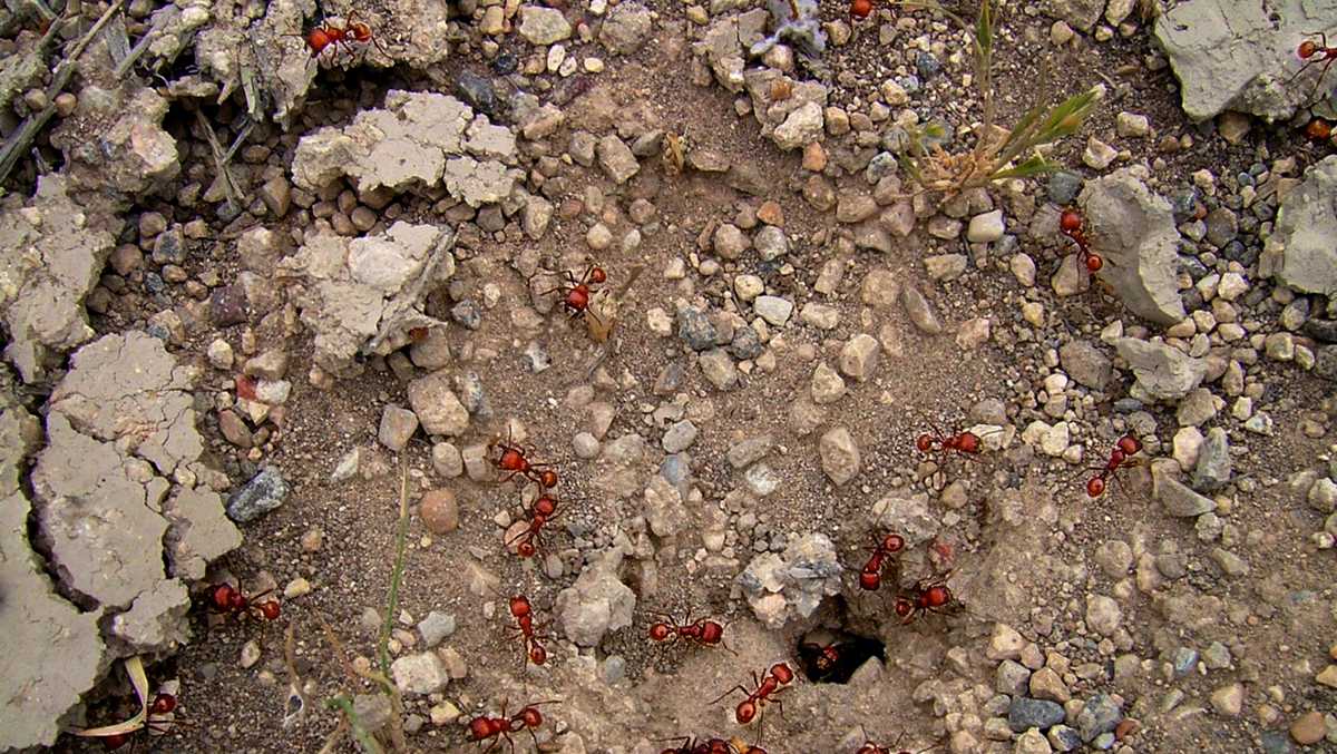 The Biting Started Instantly Woman Nearly Dies After Fire Ants