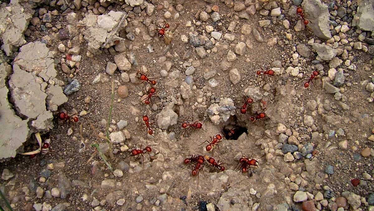 The Biting Started Instantly Woman Nearly Dies After Fire Ants