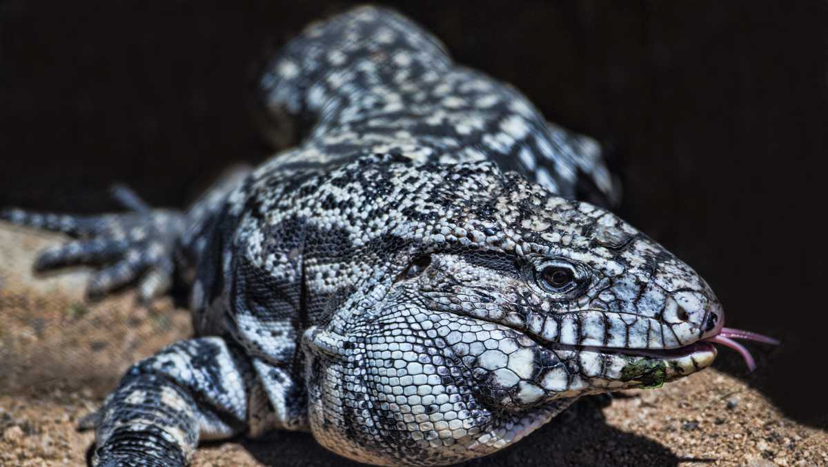 Invasive South American lizard spotted in Southwest Florida