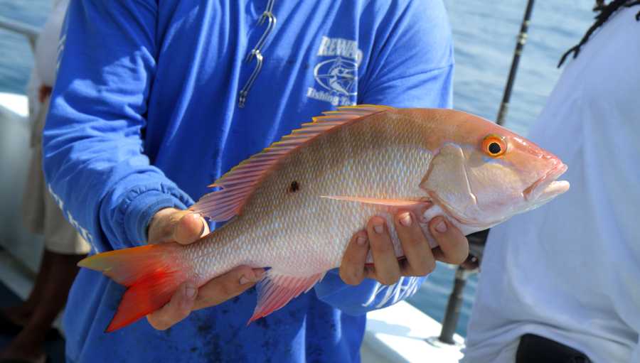 FWC hosts public workshop on proposed snapper rules in Fort Myers