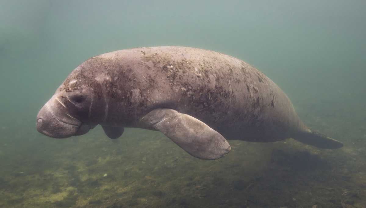 25 dead manatees removed from Lee County waters, including Manatee Park ...